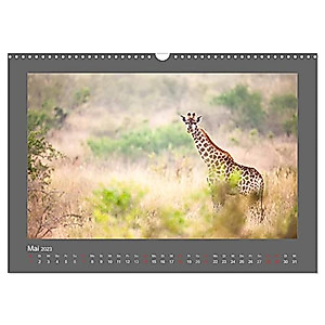Twigas - Giraffen (Wandkalender 2023 DIN A3 quer), Calvendo 2023 monthly calendar