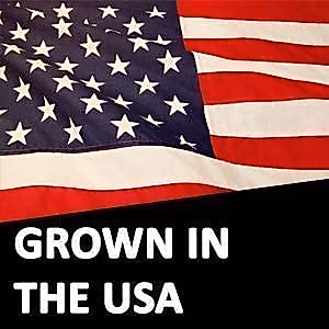 1.9 LB White Virtually Hulless (Less Hulls) Popcorn Kernels • Resealable Bag • USA Grown • NON-GMO, Vegan, KOSHER • Great for Movie Night • INTL POP