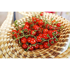 30+ Sweetie Cherry a.k.a. Sugar Sweetie Tomato Seeds, Heirloom Non-GMO, Extra Sweet, Heavy-Yielding, Indeterminate, Open-Pollinated, Delicious, from USA