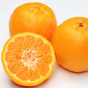 QAUZUY GARDEN 20 Dwarf Orange Bonsai Tree Seeds(Citrus Sinensis) - Heirloom Organic Citrus Fruit Seeds - Sweet Juicy Fruits Survival Gear Food Seeds