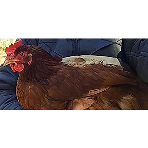 Hen Saver Poultry health equipment Single Strap Hen Apron Chicken Saddle, Khaki, Large US