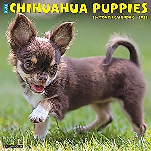 Just Chihuahua Puppies 2021 Wall Calendar (Dog Breed Calendar)
