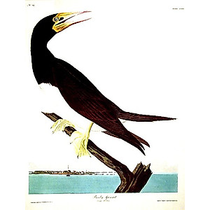 Booby Gannet. From"The Birds of America" (Amsterdam Edition)