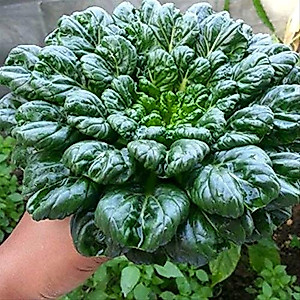 Tatsoi Mustard 500 mg Green Seeds for Planting, USA Green Garden Vegetable Seeds, Chinese Cabbage, Tat Choi, Pak Choi, Spinach Mustard, Rosette Bok Choy, Asian Brassice Rapa VAR. Rosularis, Non-GMO