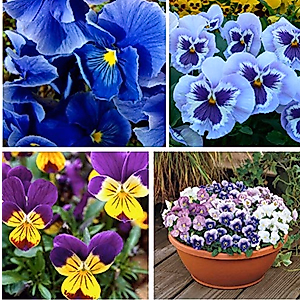 100+ Mixed Viola Pansy Mars Helen Seeds Blue Flower Perennial Garden