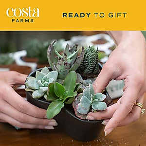 Costa Farms Succulents (11-Pack), Live Assorted Mini Succulent Plants in Nursery Plant Pots, Grower's Choice Indoor Houseplants, Bulk Baby Shower or Bridesmaid Gifts, Party Favors, 2-Inches Tall