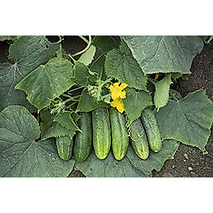 Spacemaster Cucumber Seeds, 100+ Heirloom Seeds Per Packet, (Isla's Garden Seeds), Non GMO Seeds, Botanical Name: Cucumis sativus, 85% Germination Rates