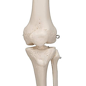 3B Scientific A10 Stan the Standard Skeleton w/ Pelvic mounted roller stand - 3B Smart Anatomy