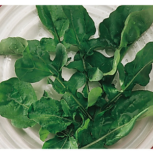 Burpee Rocket Arugula Seeds 2000 seeds