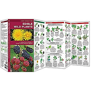 Edible Wild Plants: A Folding Pocket Guide to Familiar North American Species (Nature Observation North America)
