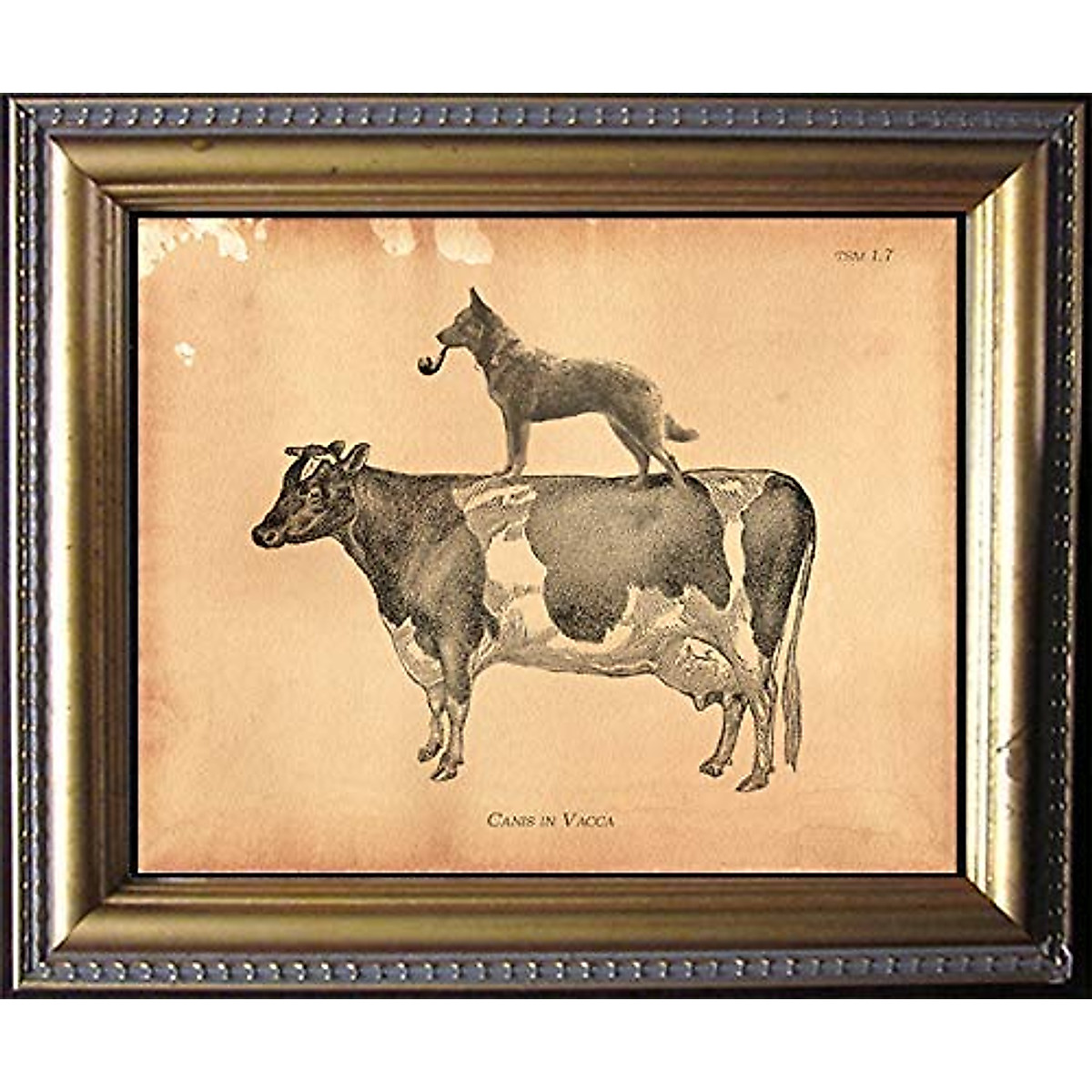 Australian Cattle Dog Riding Cow Semi-Matte Photo Paper Print Tea Stained Background dog art dog gift for dog mom