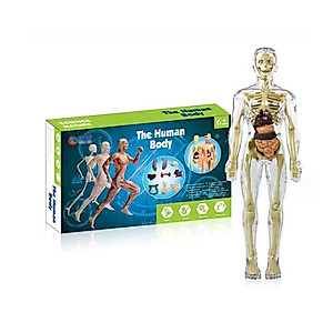 3D Human Body Torso Model for Kid Anatomy Model Skeleton, Medical Torso Human Body Model, Removable Parts Education Organs Model, Human Body, Skeleton, Human Torso Anatomy Model for Teaching Study