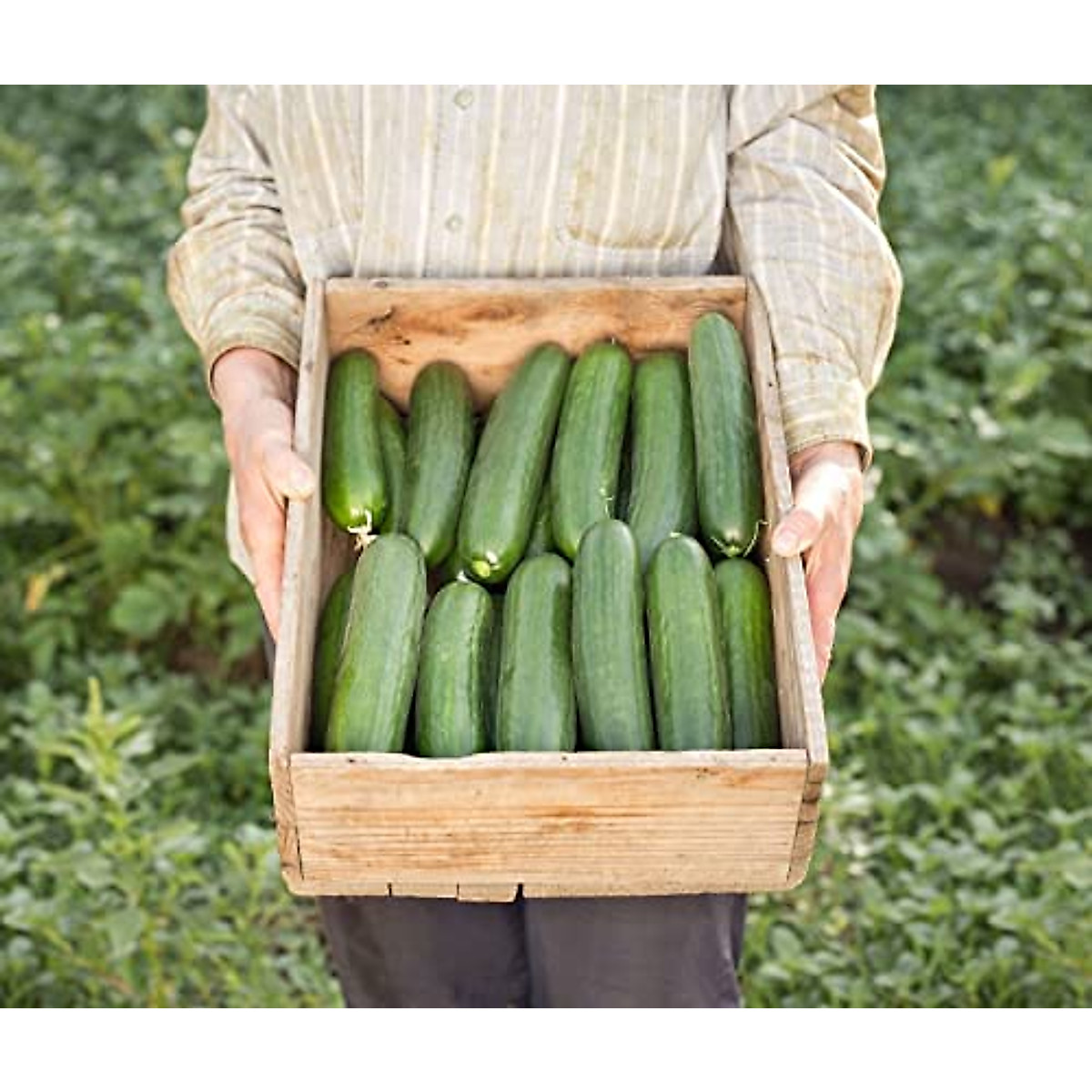 TomorrowSeeds - Persian Cucumber Seeds - 30+ Count Packet - Lebanese Middle Eastern Cucumbers Beit Alpha F1 Hybrid Burpless Kirby Garden