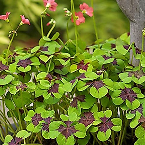 Oxalis Shamrock 'Iron Cross' (20 Pack) Plant Bulbs for Gardening - Green & Purple Foliage & Pink Flowering Blooms, Professionally Grown from Easy to Grow