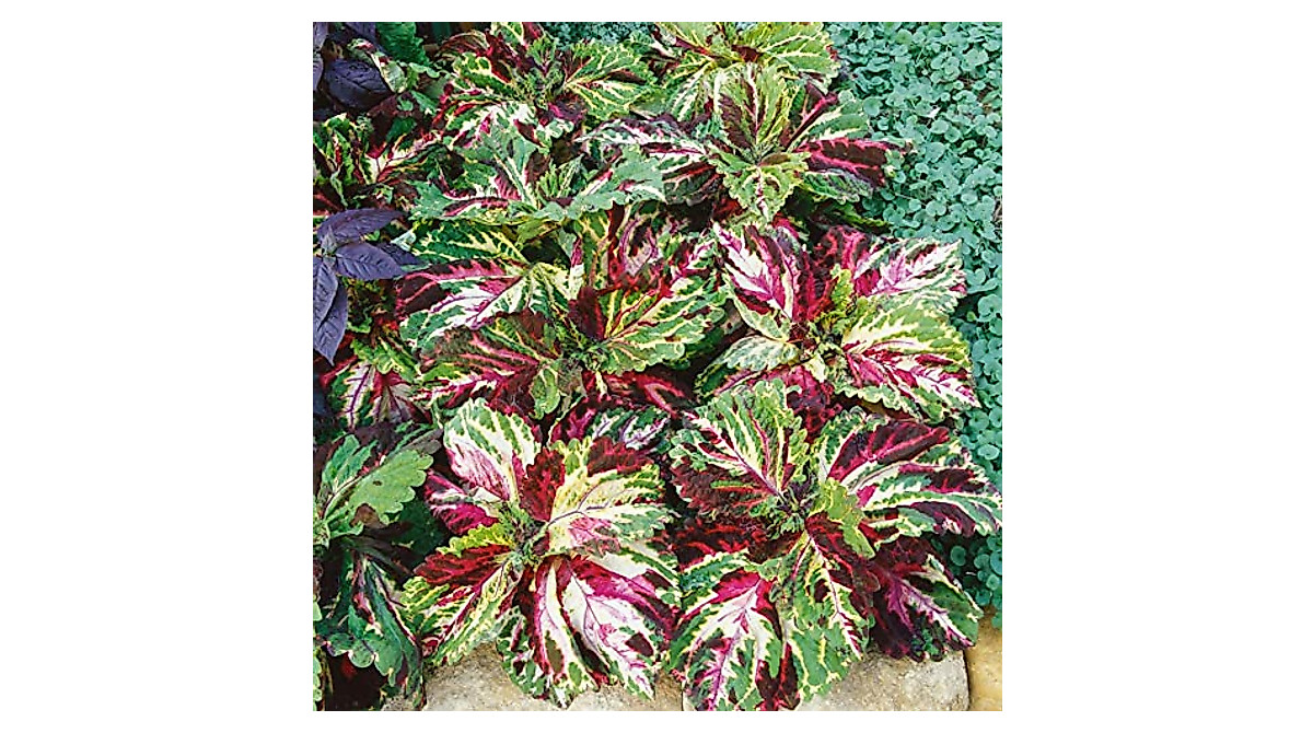 Wizard Mosaic Coleus Seeds - Easy to Grow Colorful Plants