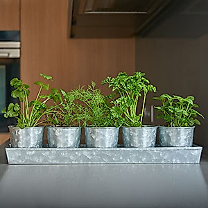 SCANDINORDICA Galvanized Herb Planter – 5 Herb Pots with Drainage Holes and Tray, Windowsill Planter, Indoor Herb Garden Planter Outdoor, Herb Pots for Indoor Plants | Windowsill Herb Garden