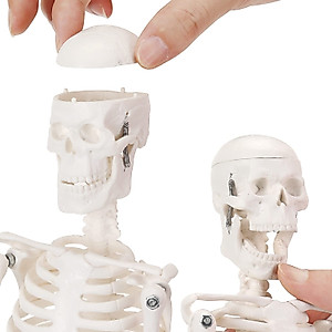 RONTEN Mini Size Human Skeleton Model, with Removable Arms and Legs 17.7” Anatomical Skeleton with Plastic Base for Anatomy Teaching and Studying, Colorful Poster Includes
