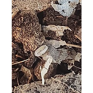 20+ Tropical Dwarf White Isopods, Micropods, Clean Up Crew, Trichorhina Tomentosa