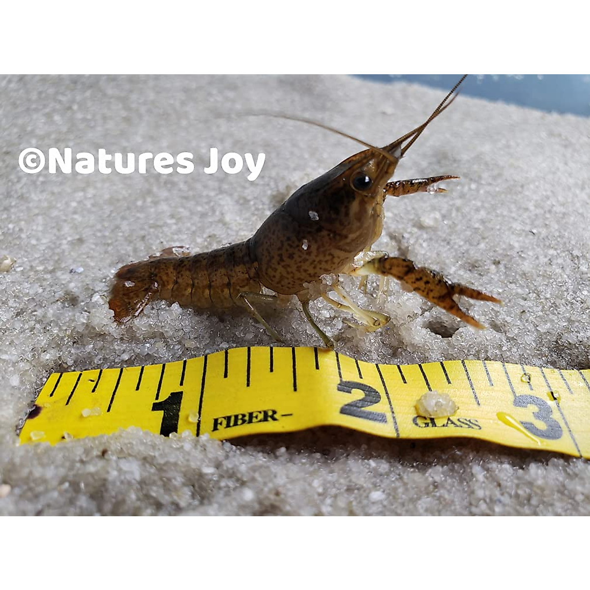 Live Mosquitofish Trumpet Snails Freshwater Aquarium Pond Crayfish Craydad Feeders Fish Food Combo Value Pack