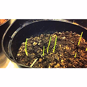 1086-Palm, Mexican Fan Tree (‎Washingtonia robusta) Seeds by Robsrareandgiantseeds UPC0764425786740 Non-GMO,Organic,USA-Grower,Bonsai, 1086 Package of 5 Seeds