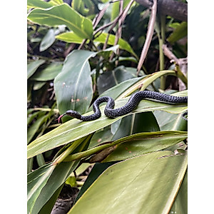 HOHAJIU Fake Snake Toy Rubber Realistic Snake Toy 10 PCS Lifelike Snake Toy Gag Gift for Halloween, April Fool’s Day Party Decoration