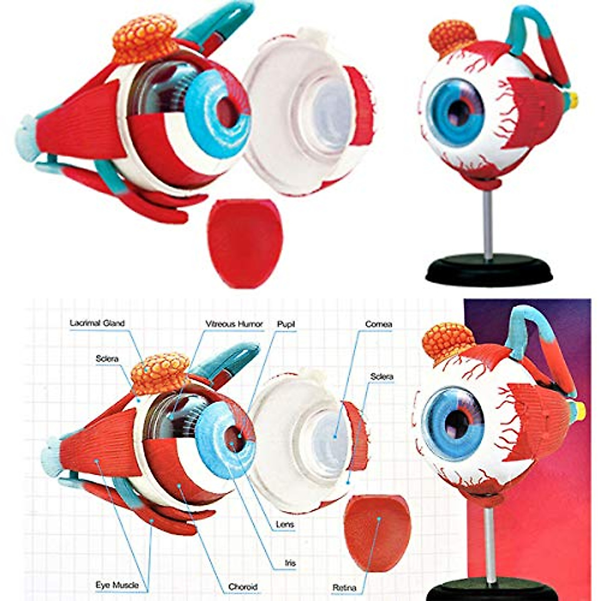 OUBO 4D Anatomical Human Eyes Structural Model Anatomy Medical Teaching School