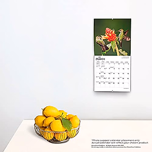 Hummingbirds | 2023 7 x 14 Inch Monthly Mini Wall Calendar | BrownTrout | Animals Wildlife Nature