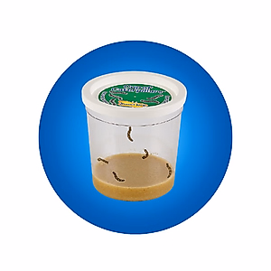 Insect Lore - Butterfly Growing Kit - With Voucher to Redeem Caterpillars Later