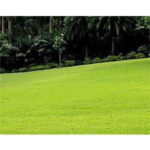 zcbang Lawn Seeds 5g Seeds Cynodon Dactylon Grass Seeds Bermudagrass Evergreen Golf Lawn Seeds Home Garden Courtyard Ground Cover Plant DIY