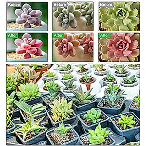 Buteny Grow Lights Plant Light for Indoor Plants Lamps Auto ON/Off Timer