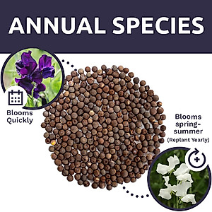 Sweet Pea Seeds Royal Mix - Bulk 1 Ounce Packet - Over 350 Seeds - Large Fragrant Lavender, Purple, Red, Pink and White Blooms