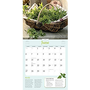 Rosemary Gladstar's Herbs Wall Calendar 2021