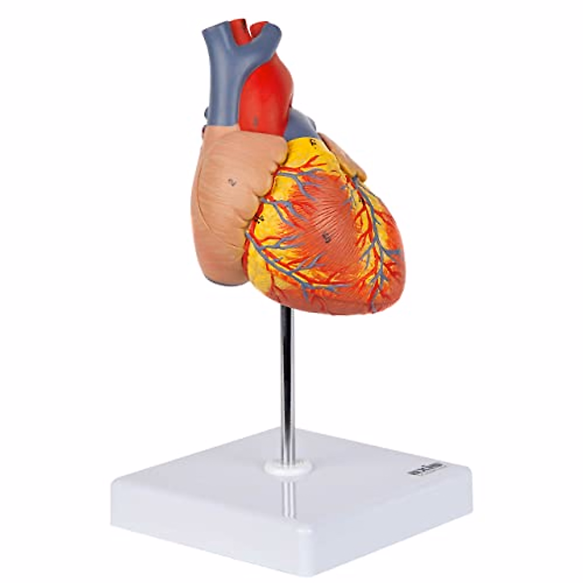 Axis Scientific Heart Model, 2-Part Deluxe Life Size Human Heart Anatomical Replica, 34 Anatomical Structures, 3D Heart Model Anatomy, Magnetic Design, Mounted Display Base, Detailed Product Manual