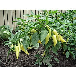 Sweet Banana Pepper Seeds,50 Count "COOL BEANS N SPROUTS" Brand. Heirloom. Non-GMO. Home Gardening.