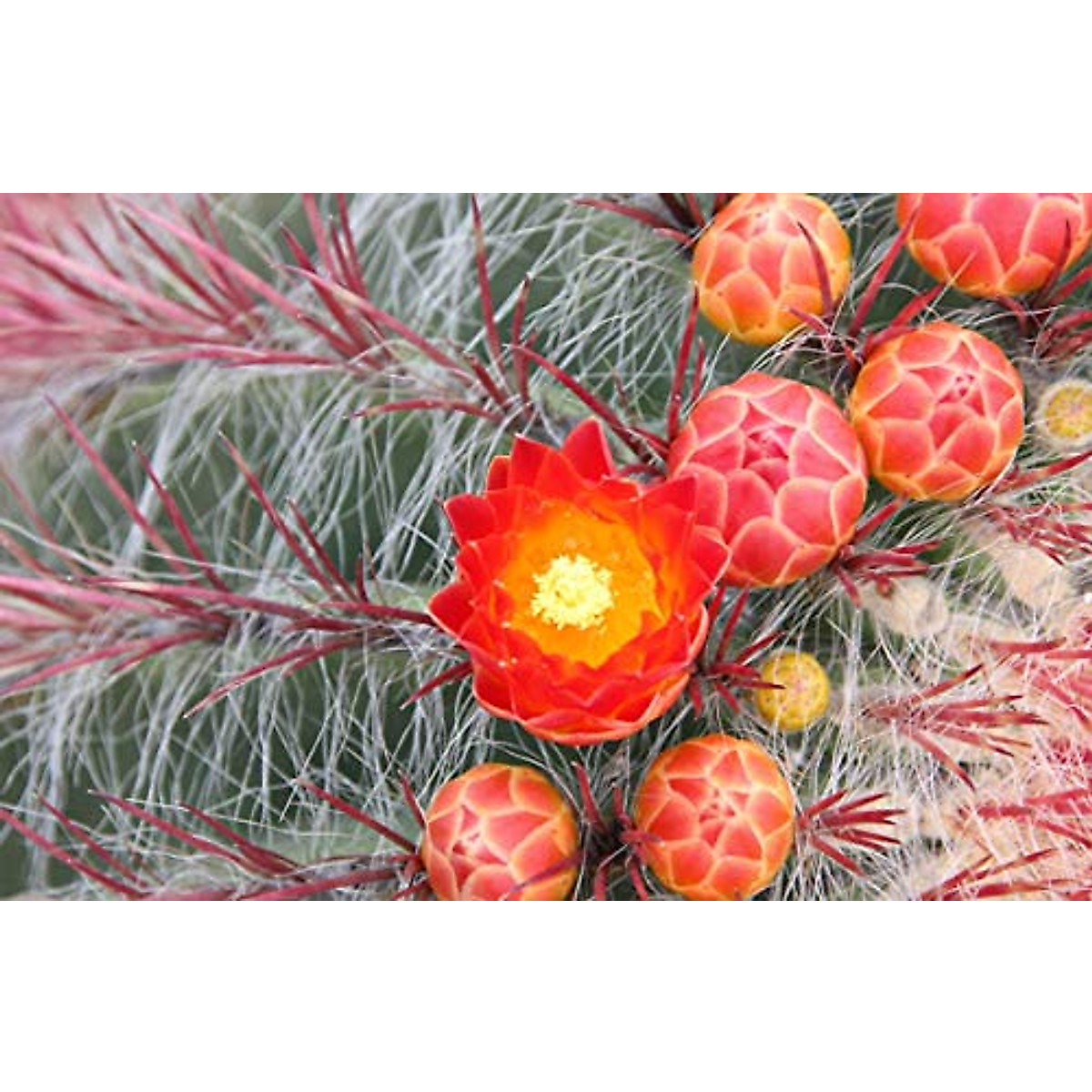 1151-Giant Red Barrel Cactus (ferocactus pilosus) Seeds by Robsrareandgiantseeds UPC0764425787808 Non-GMO,Organic,USA Grower,Bonsai,1151 Package of 5 Seeds