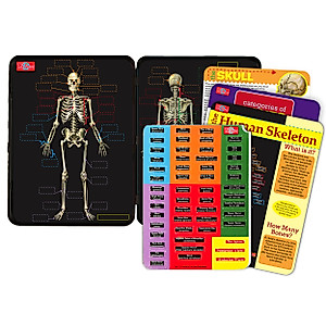 T.S. Shure The Human Skeleton Magnetic Science Tin Stem Activity