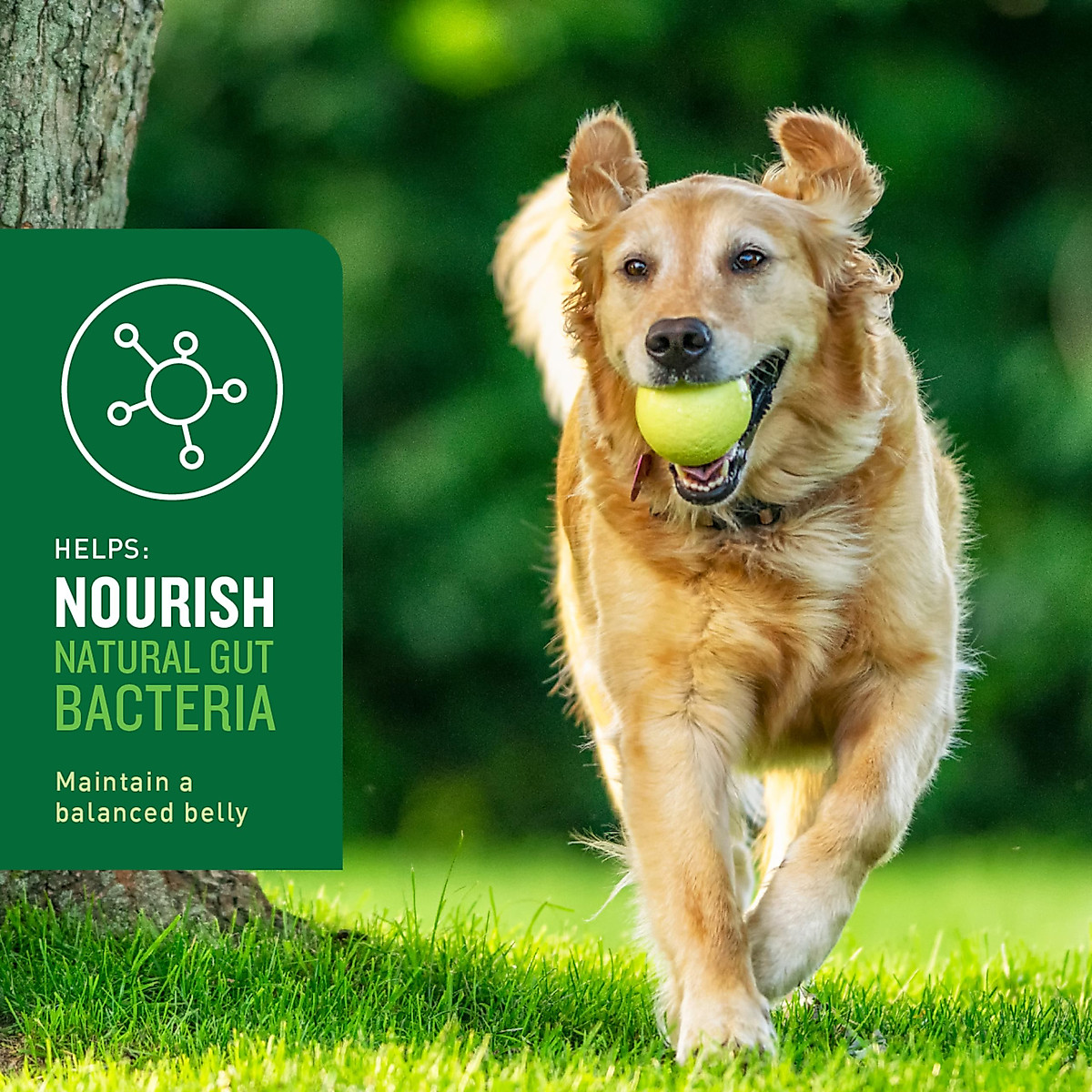 VetIQ Probiotic Supplement for Dogs, Digestive Support for Dogs, Nourishes Gut Bacteria and Supports Bowel Function, Hickory Smoke Flavor, Made in The USA, 60 Count