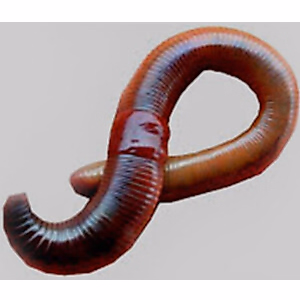 HomeGrownWorms Quality Worms - 100+ Live Red Wiggler Worms, from Certified Organic Farm + Free Care Sheet! 100% Compostable Packaging! Sustainably Raised - Fast Live Delivery! Eisenia Fetida