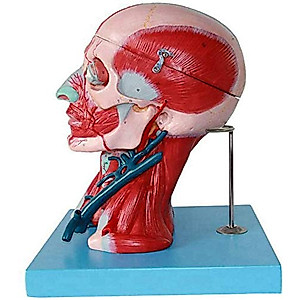 Medical Human Head and Neck Muscle Blood Vessel Model, Brain Anatomical Model Neurovascular Neurology Teaching Specimen