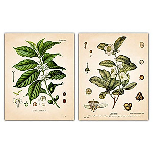 Vintage Coffee & Tea Plant Botanical Farmhouse Wall Art Poster Print, Boho Decoration Prints, Aesthetic Floral Pictures for Bedroom, Bathroom, Kitchen, Office Decor | Set of 2 Unframed Posters 8x10"