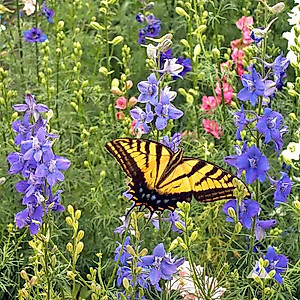 Rocket Larkspur Seeds - Tall Mix - 1 Pound - Pink/Purple/White Flower Seeds, Heirloom Seed, Open Pollinated Seed Attracts Bees, Attracts Butterflies, Attracts Hummingbirds, Attracts Pollinators