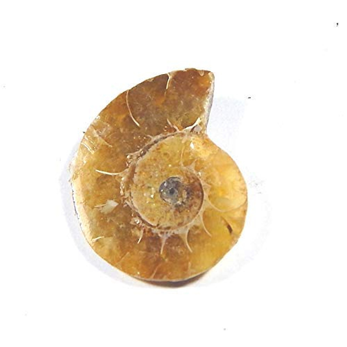 XUETZALCOATL Somah Sudarshan Shaligram 1.5cm - 2.5cm from Kali Gandaki 1 pcs