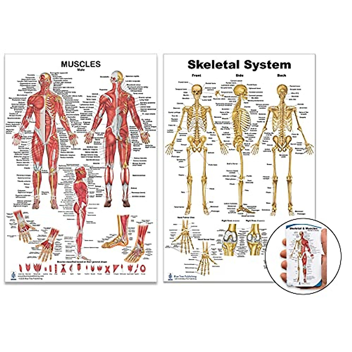 Skeletal System and Male Muscle Poster Set 24 x 36 inch, Extra Pocket Size Muscle Cards, Marker and Eraser Compatible