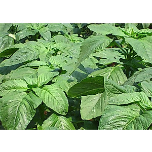 Organic Seeds Amaranth Chinese Spinach Green Edible Vegetable 400+++