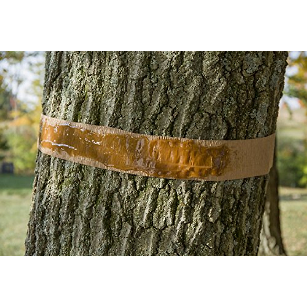 Tanglefoot Tangleguard Banding Material, 3 in. x 50 ft.