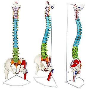 NEW HORIZON Scientific Spinal Cord Model,Skeleton Model -34" Life Size Spinal Column Model with Vertebrae, Nerves, Arteries, Lumbar Column, and Male Pelvis, Includes Stand (Good After-Sales)