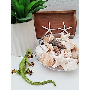 Tumbler Home Medium Sized Shells in a Delightful Mix of Whites, Tans and Pinks | 1 Pound | Perfect for Crafts, Beach Home Decor, Weddings, Vase Filler and Classrooms
