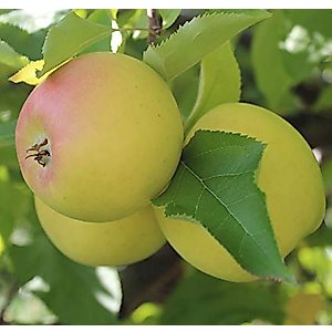7 Fresh Stem Cuttings from Golden Anna Apple Trees, Unrooted Fruit Tree Cuttings - for Propagation - Cold Hardy