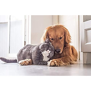 Pet Supplements cat healthy skin - PETS HAIR AND COAT COMPLEX - FOR DOGS AND CATS - ADVANCED BENEFITS - ITCH RELIEF - cat vitamin b12-1 Bottle (60 Tablets)