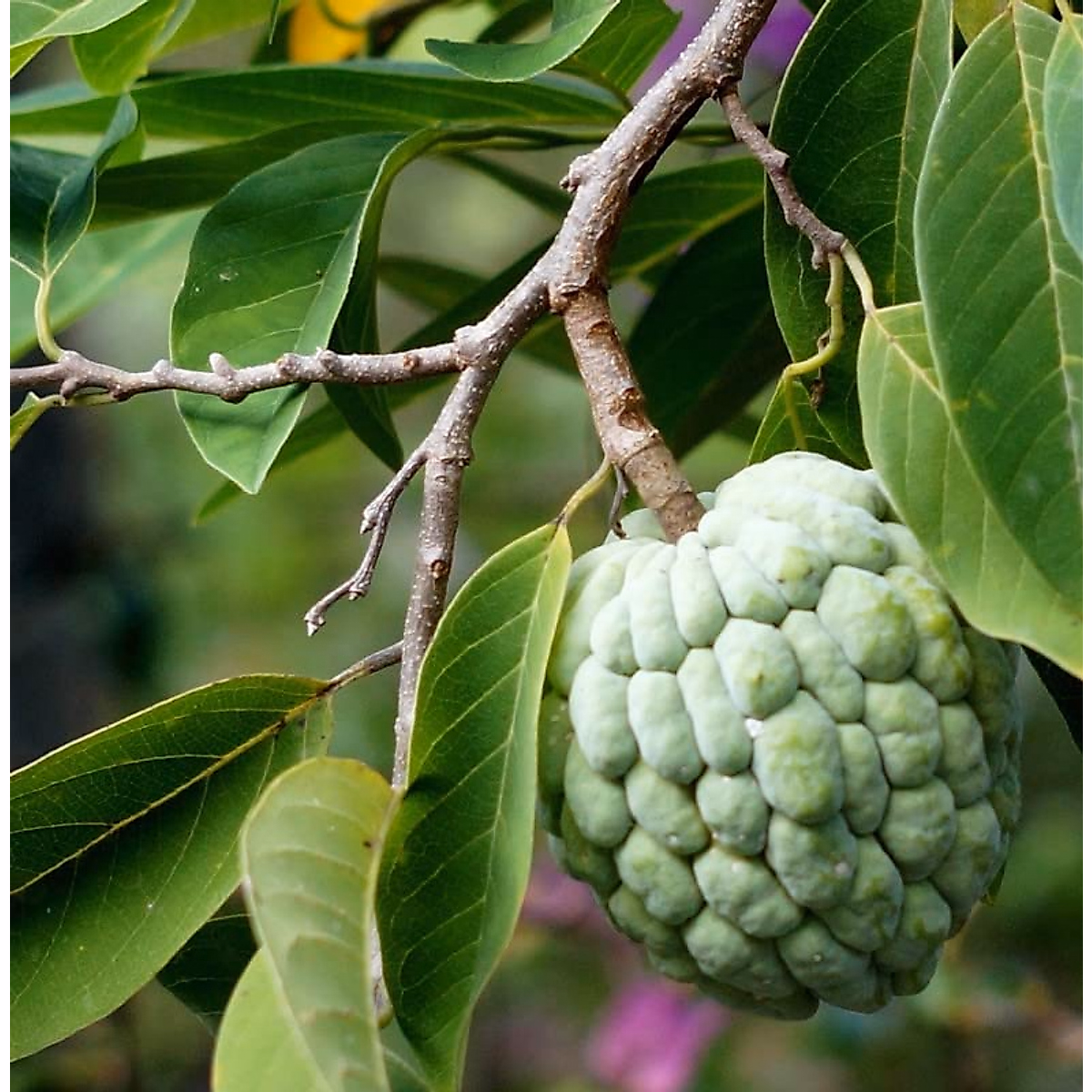 2 Sugar Apple Trees Plants Live 8 Inc Tall for Planting Ornaments Perennial Garden Simple to Grow Pots